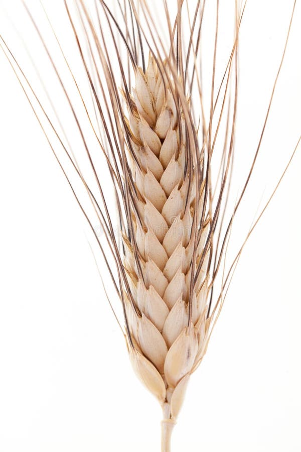 Wheat Bundle stock image. Image of food, bunch, ears - 21746545