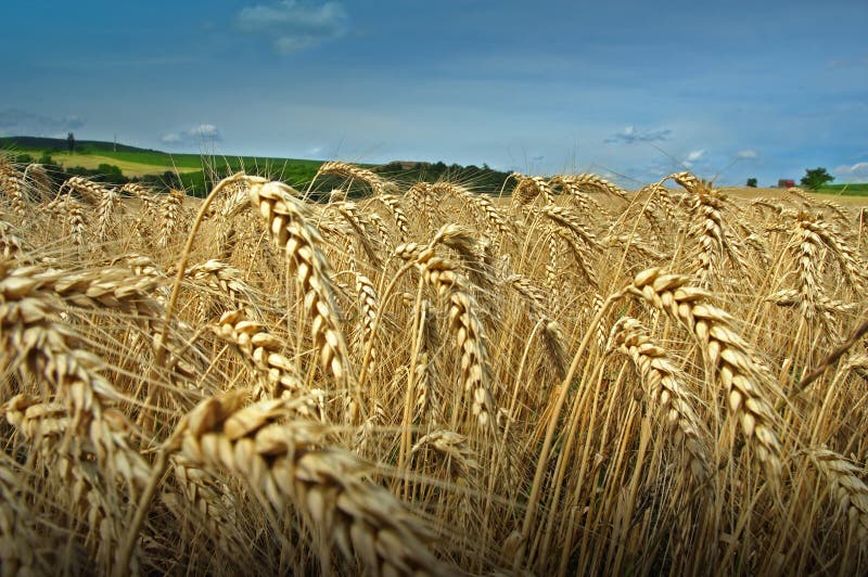 Grain stock image. Image of natural, grain, field, country - 2758409