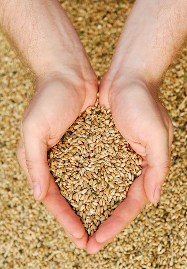 Grain stock photo. Image of harvesting, human, agriculture - 3358580