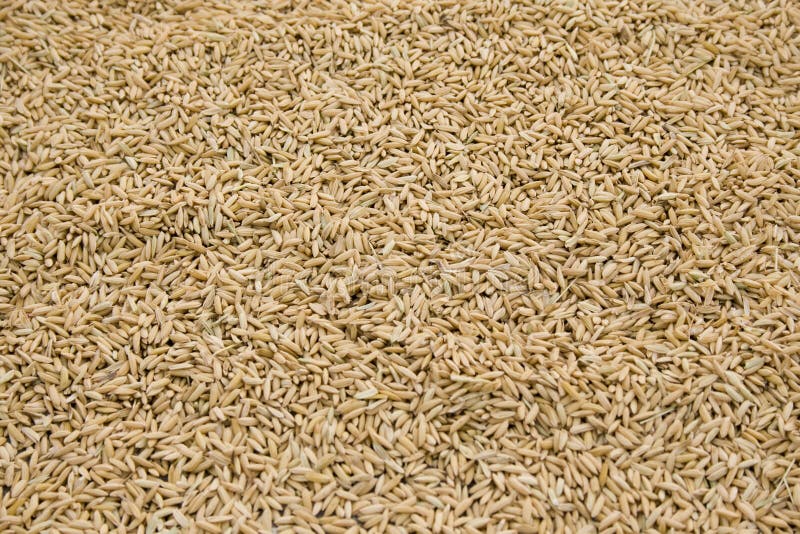 Grain Picture. Image: 6183513