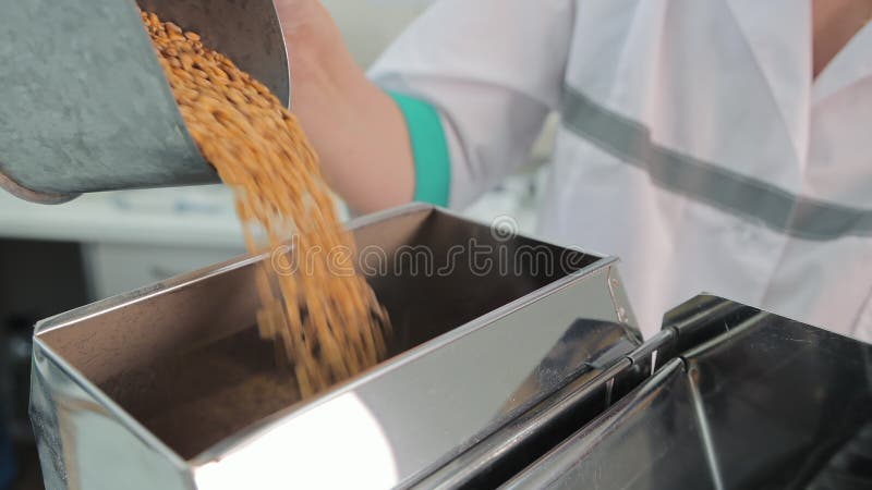 Grain Analysis in Laboratory, Scientist Pouring Grain for Quality ...