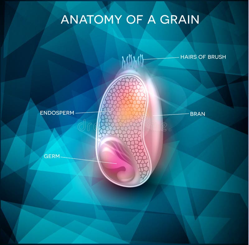 Anatomy of the Eye, Cross Section and View of Fund Stock Vector ...