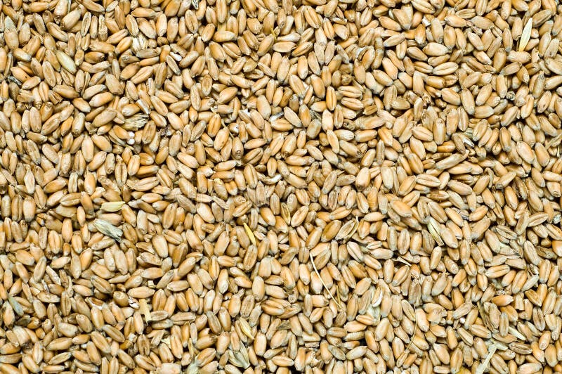 Grain as background stock photo. Image of grains, berries - 11874868