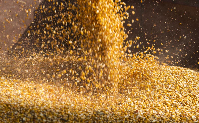 Pouring Corn Grain into Tractor Trailer Stock Image - Image of ...