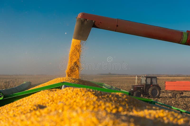 Pouring Corn Grain into Tractor Trailer Stock Photo - Image of ...