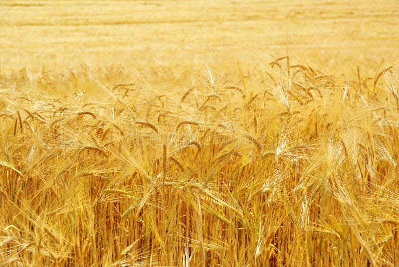 Grain background. stock image. Image of barleycorn, colour - 15134697