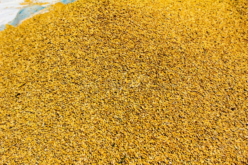 Grain of Barley New Harvest of Barley 2020 Ukraine Stock Photo - Image ...