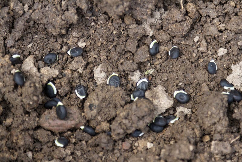 Grain beans in soil stock photo. Image of grain, healthy - 91091182