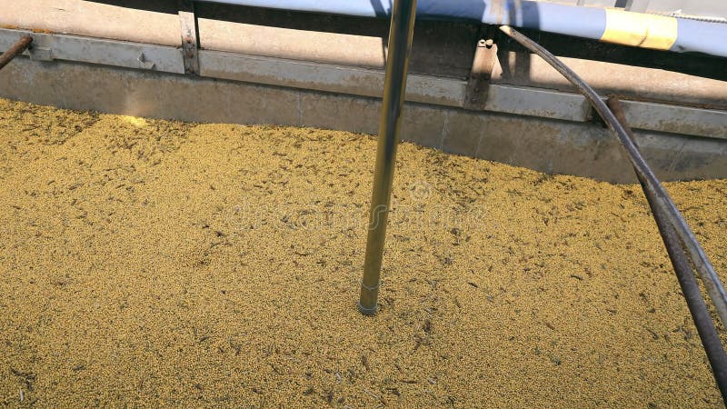Grain Being Processed in a Large Container at a Facility. a Close-up ...