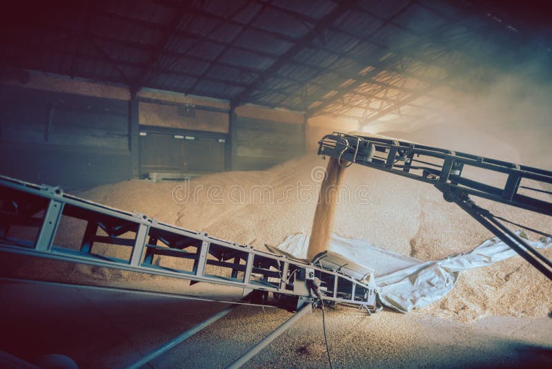 Grain Being Processed in Machine Stock Photo - Image of nutrition ...