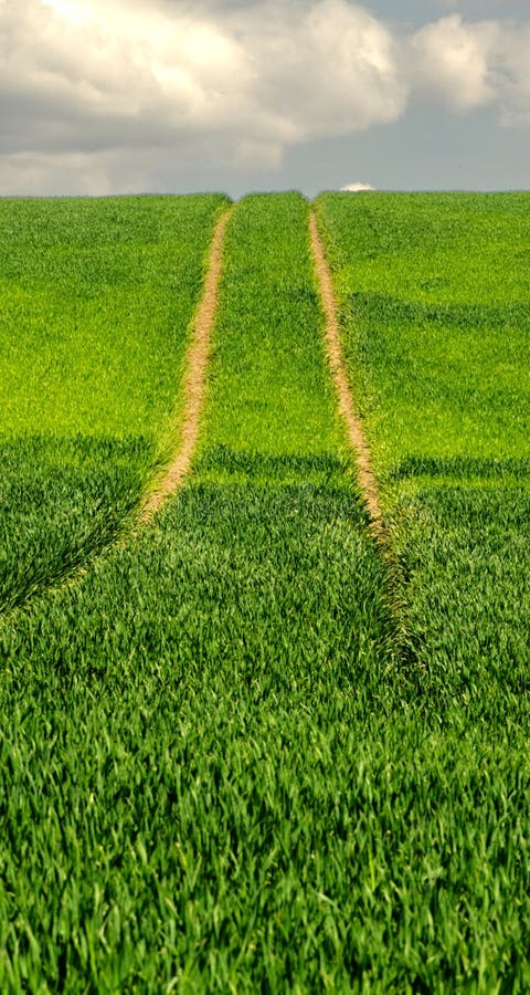 Grain Blooming in Summer on Suburban Farmland Stock Photo - Image of ...