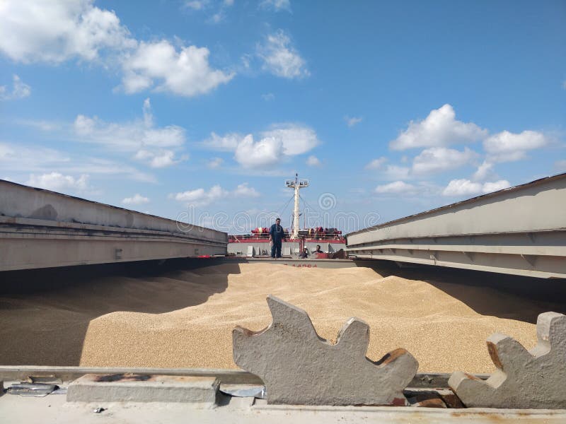 Grain Cargo Fully Loaded the Hold of the Bulk Carrier Ship Stock Image ...