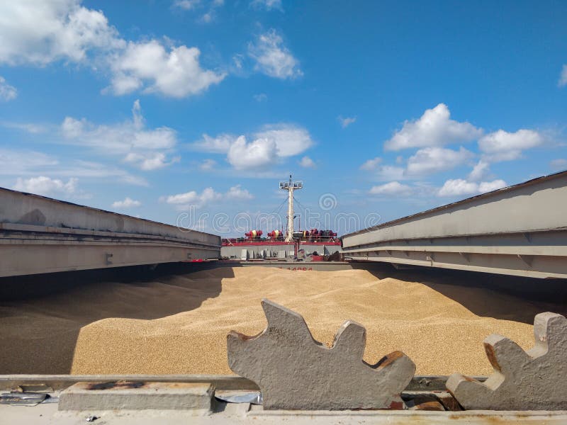 Grain Cargo Fully Loaded the Hold of the Bulk Carrier Ship Stock Photo ...