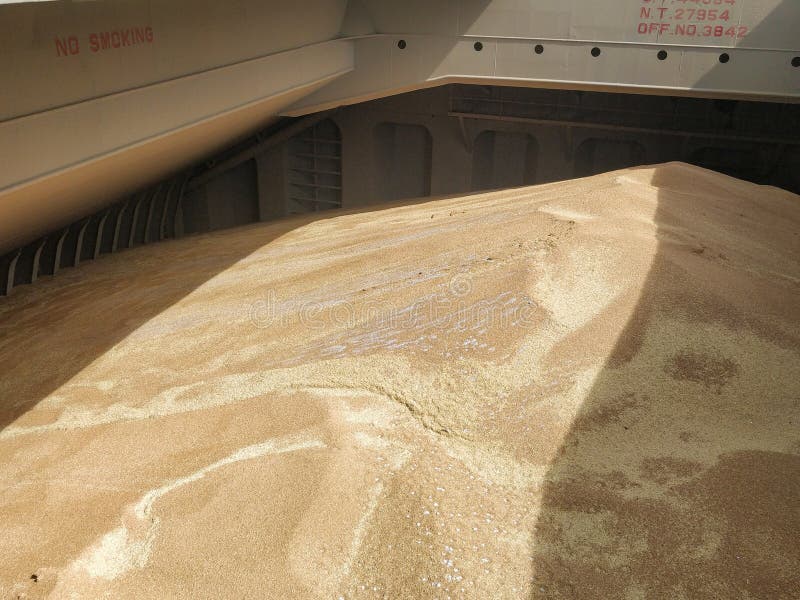 Grain Cargo Fully Loaded the Hold of the Bulk Carrier Ship Stock Image ...