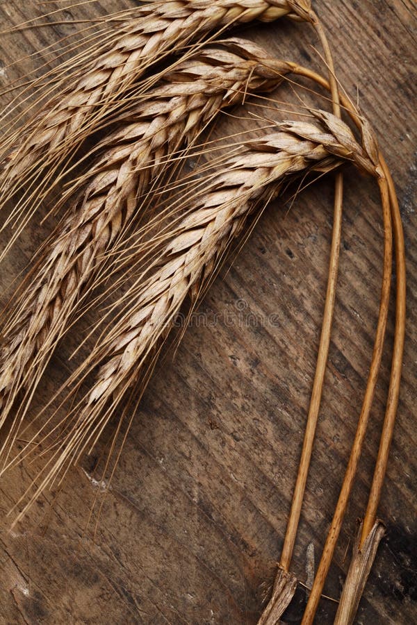 Grain stock image. Image of wood, life, still, grain - 32546701