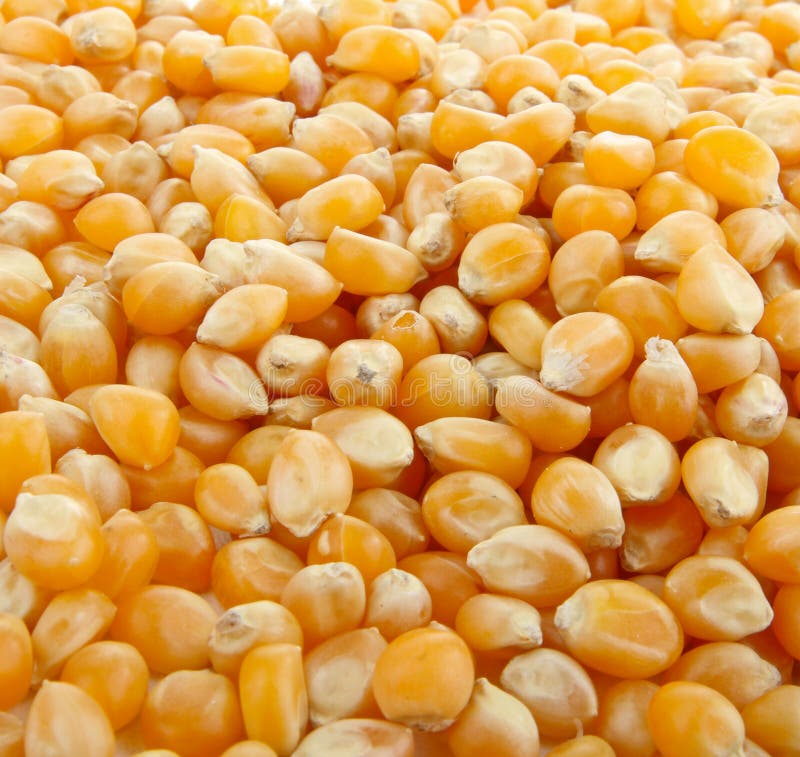Grain of corn stock image. Image of grains, nutrition - 16202349
