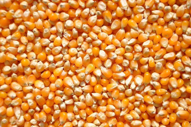 Grain of corn stock image. Image of grains, pile, corn - 100902141