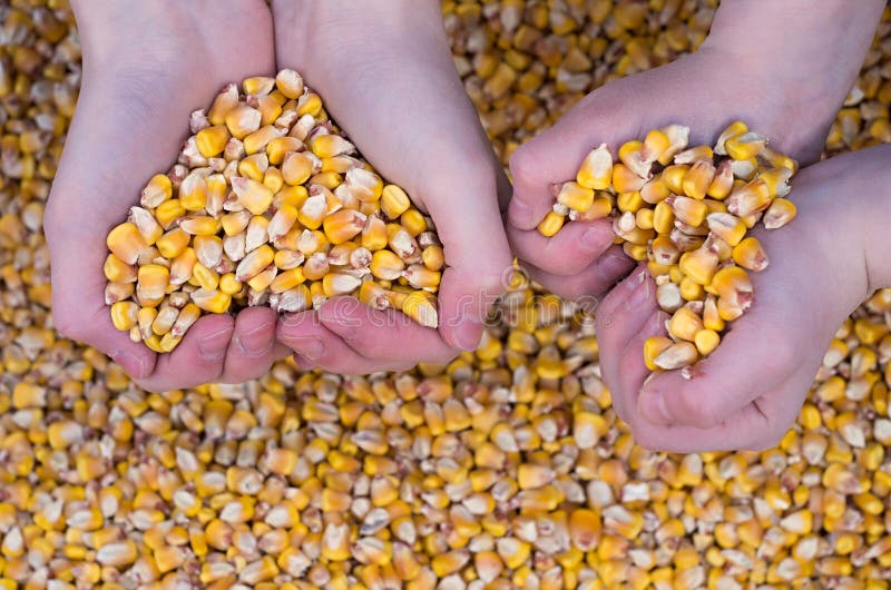 Grain corn stock image. Image of love, organic, ingredient - 54476533