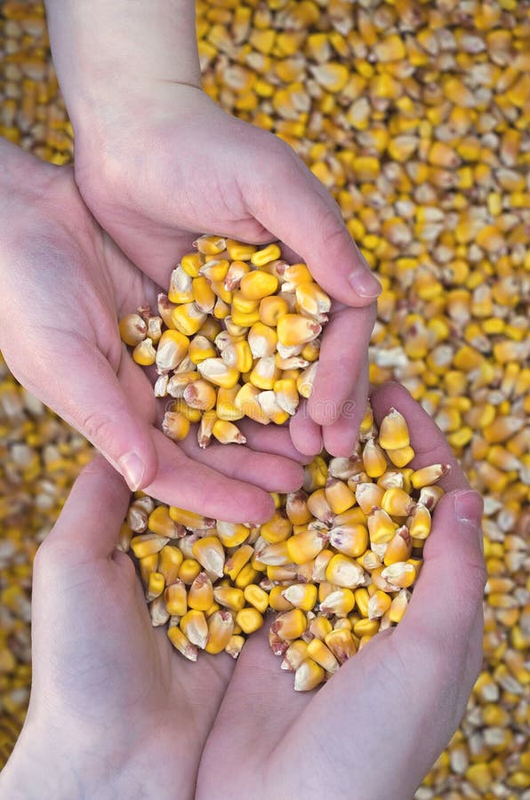 Grain corn stock photo. Image of kitchen, food, brown - 54476560