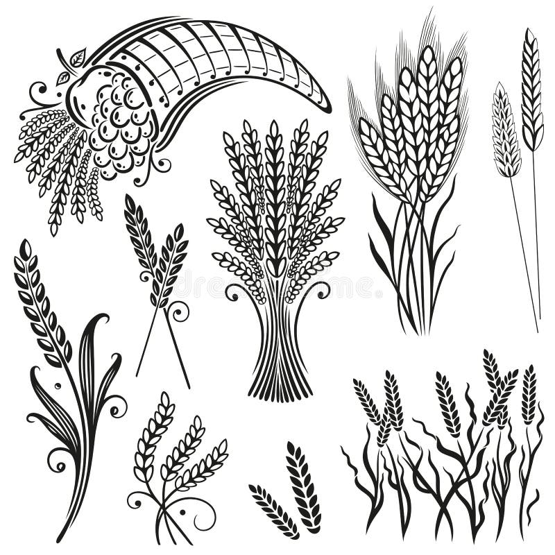 Grain, Corn, Design Elements Stock Vector - Illustration of bunch, corn ...