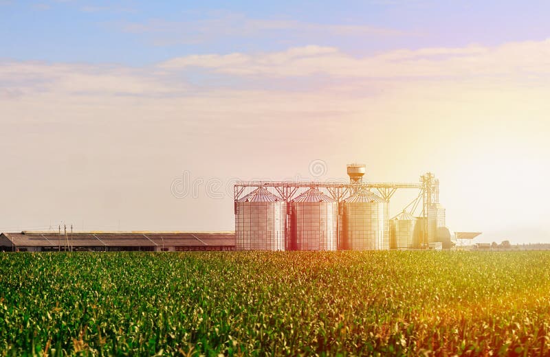 Grain in Corn Field. Set of Storage Tanks Cultivated Agricultural Crops ...