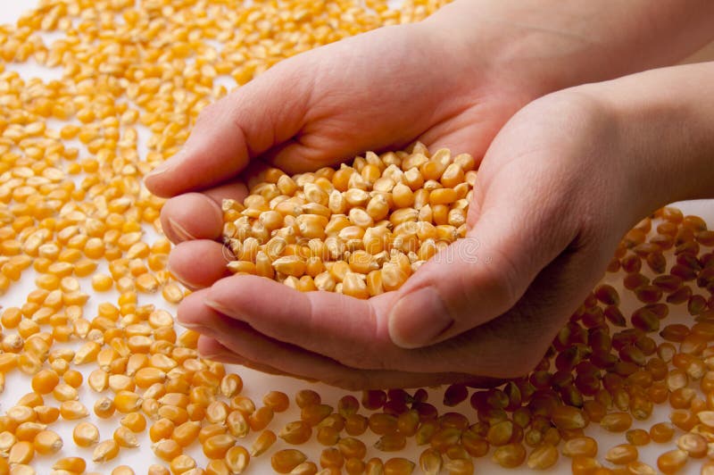 Grain of corn in hands (2) stock photo. Image of food - 19267096