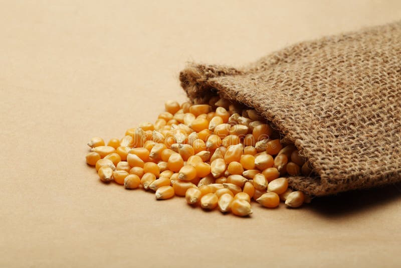 The Grain Corn in Small Sack Stock Photo - Image of jute, corncob: 41837614