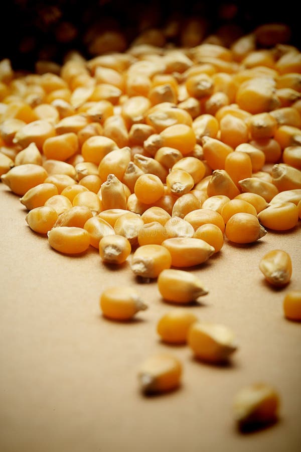 Grain corn stock image. Image of field, machinery, harvesting - 60040901