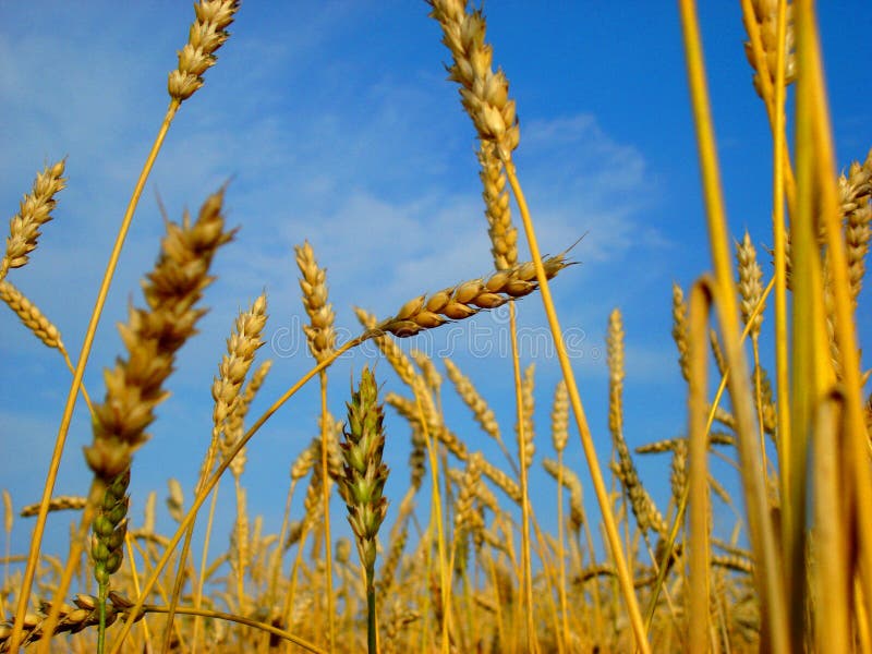 Grain crop stock image. Image of cornfield, farmer, corn - 2845855
