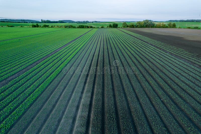 Grain Crops on the Field Came Down in Even Rows. Green Fields and Trees ...