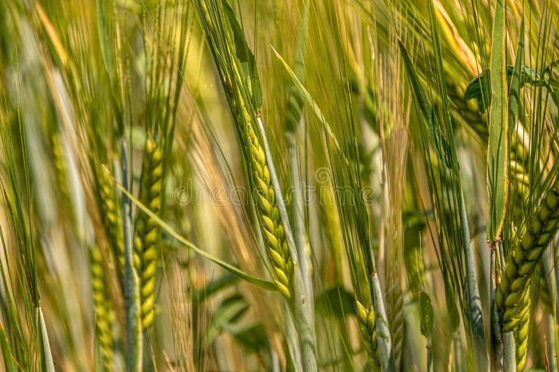 Grain crops are growing stock image. Image of harvesting - 225460407