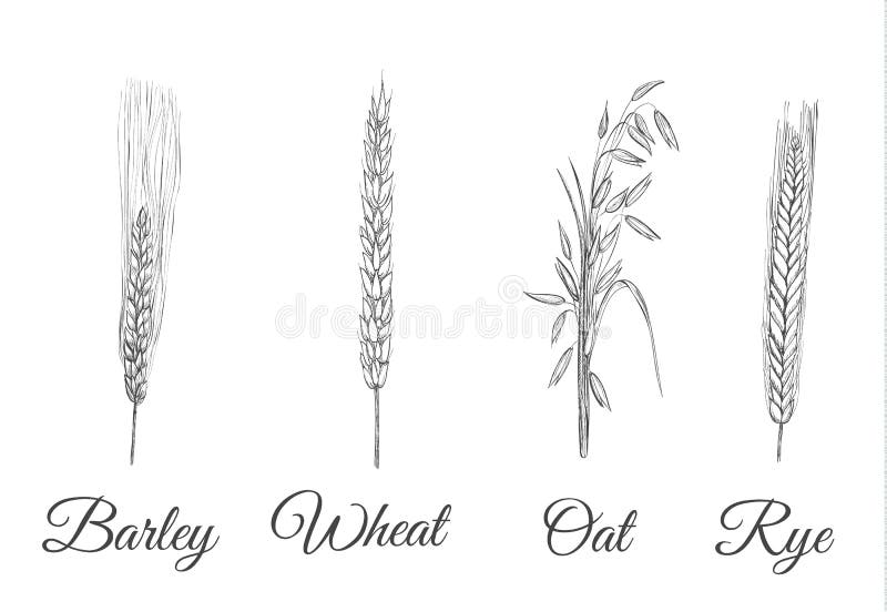 Farm Crops Line Drawing Stock Illustrations – 230 Farm Crops Line ...