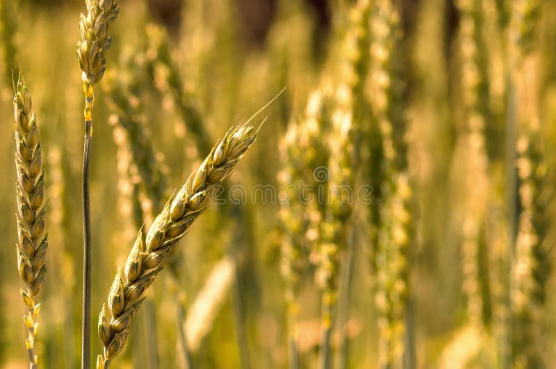 Champ de grain image stock. Image du chauffer, environnement - 45502095