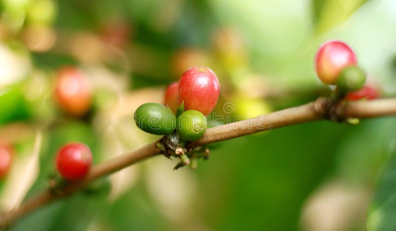 Grain De Café Sur Le Caféier Image stock - Image du jour, asiatique ...