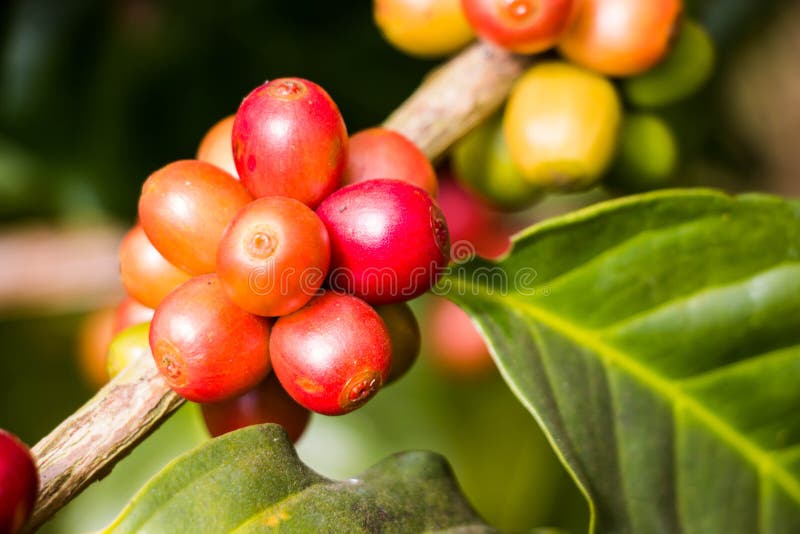 Caféier image stock. Image du caféier - 36482811