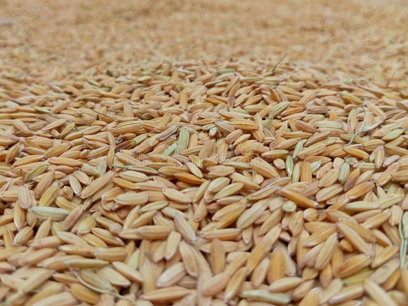 The Grain is Dried in the Sun before it Becomes Rice Stock Image ...