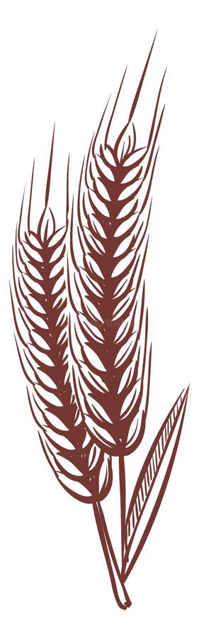 Wheat Ear Line Drawing Stock Illustrations – 664 Wheat Ear Line Drawing ...