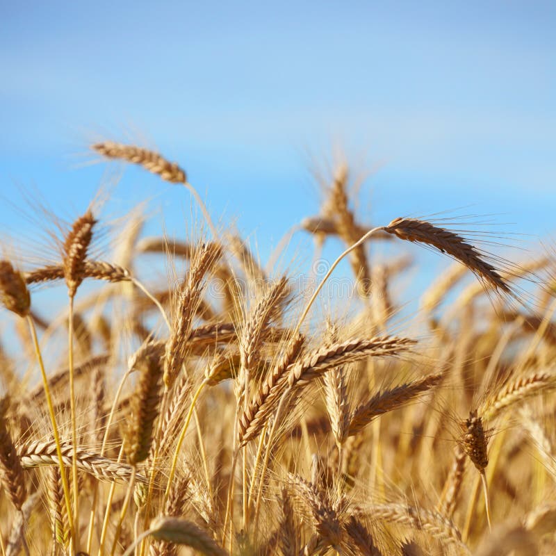 Filed of grain stock image. Image of farmland, ecologically - 345273