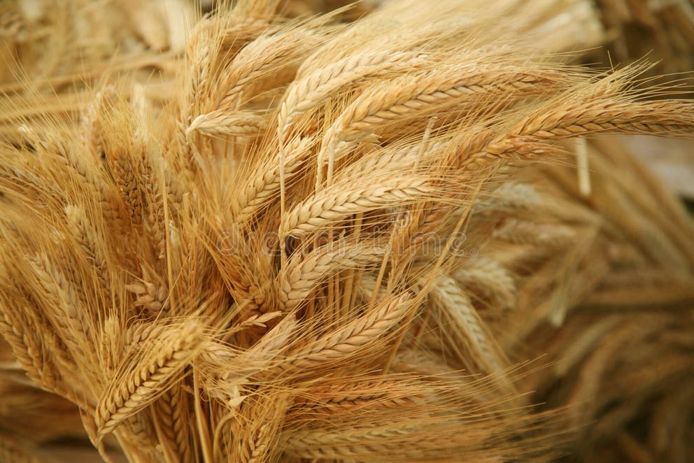 Grain ears stock image. Image of kernel, close, countryside - 3493023