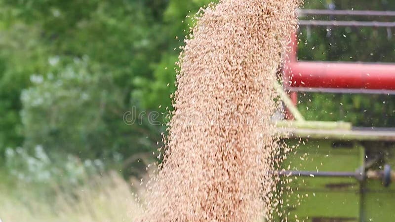 Grain Falling into Storage Container Stock Video - Video of ripe ...