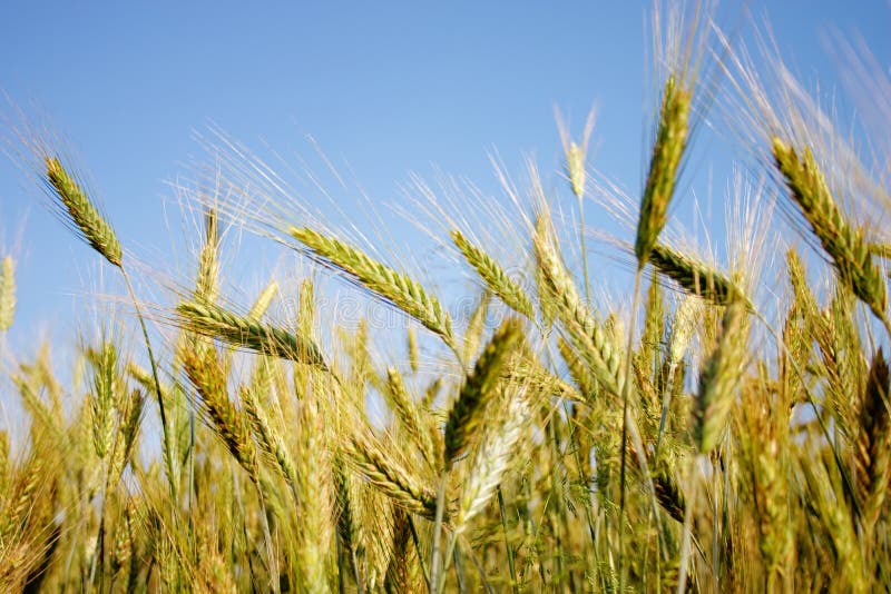 Grain field stock image. Image of agriculture, blue, horizontal - 10224235