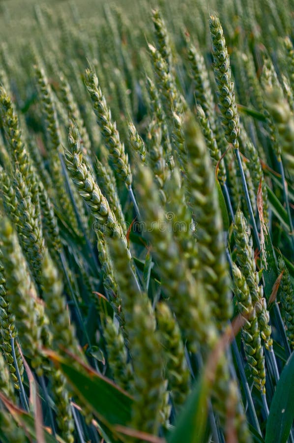 Grain-field stock photo. Image of sunny, land, agriculture - 12147706