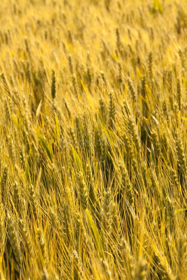 Grain field stock image. Image of season, field, fresh - 14905057