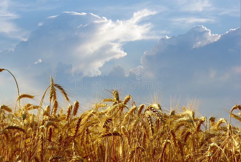 Grain field stock photo. Image of sunny, food, gold, kernel - 15152690