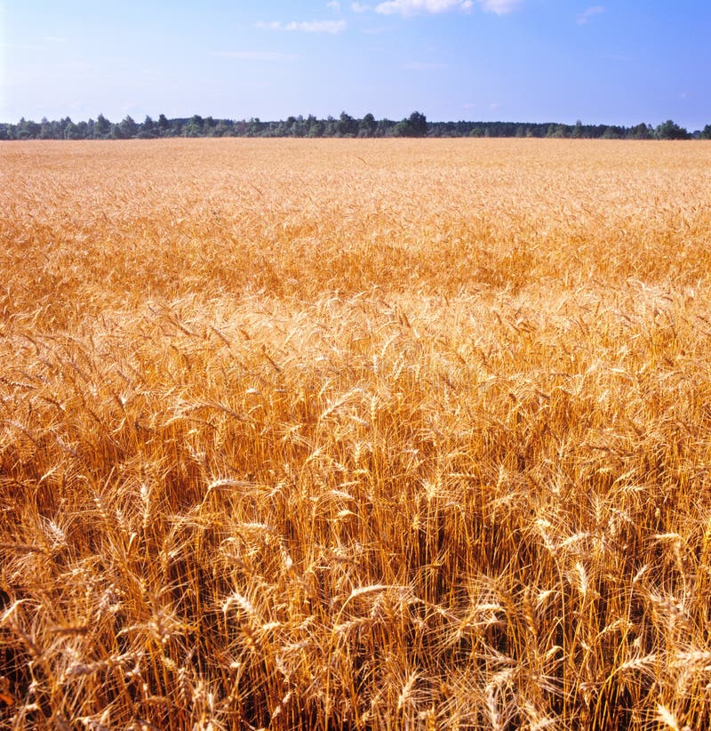 Filed of grain stock image. Image of farmland, ecologically - 345273
