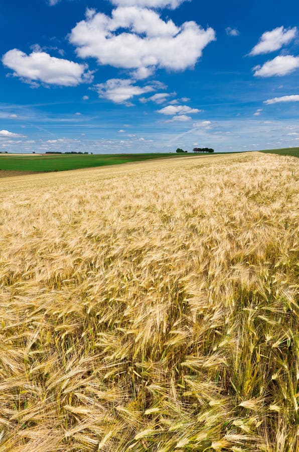 Grain Field stock photo. Image of crops, spring, landscape - 20522876