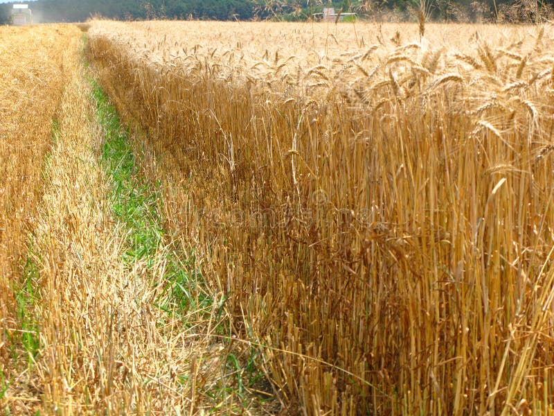 Grain stock image. Image of grain, farming, farm, weather - 2763641
