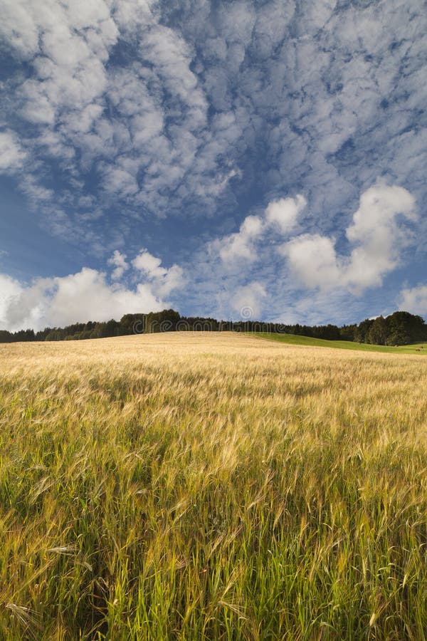 Grain field. stock image. Image of nature, farmland, grain - 28354165