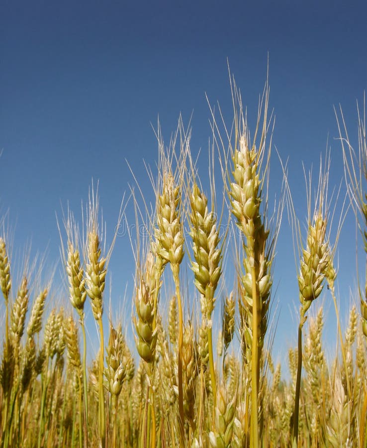 Grain field stock image. Image of corn, seed, harvest - 13597869