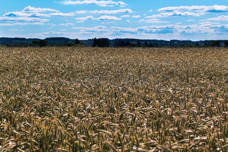 Grain field. stock image. Image of growth, land, grow - 29120543
